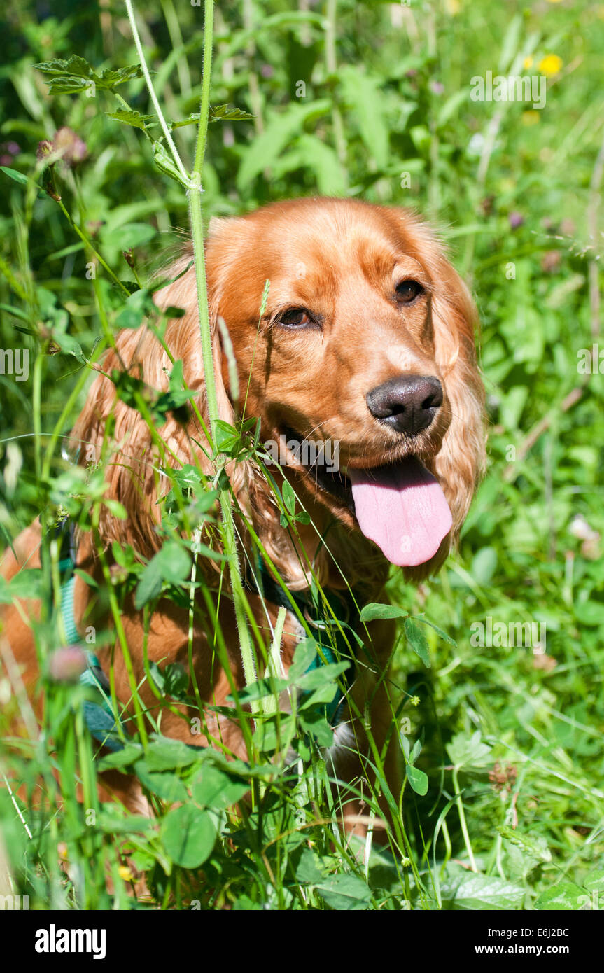 Sprocker spaniel hi-res stock photography and images - Alamy