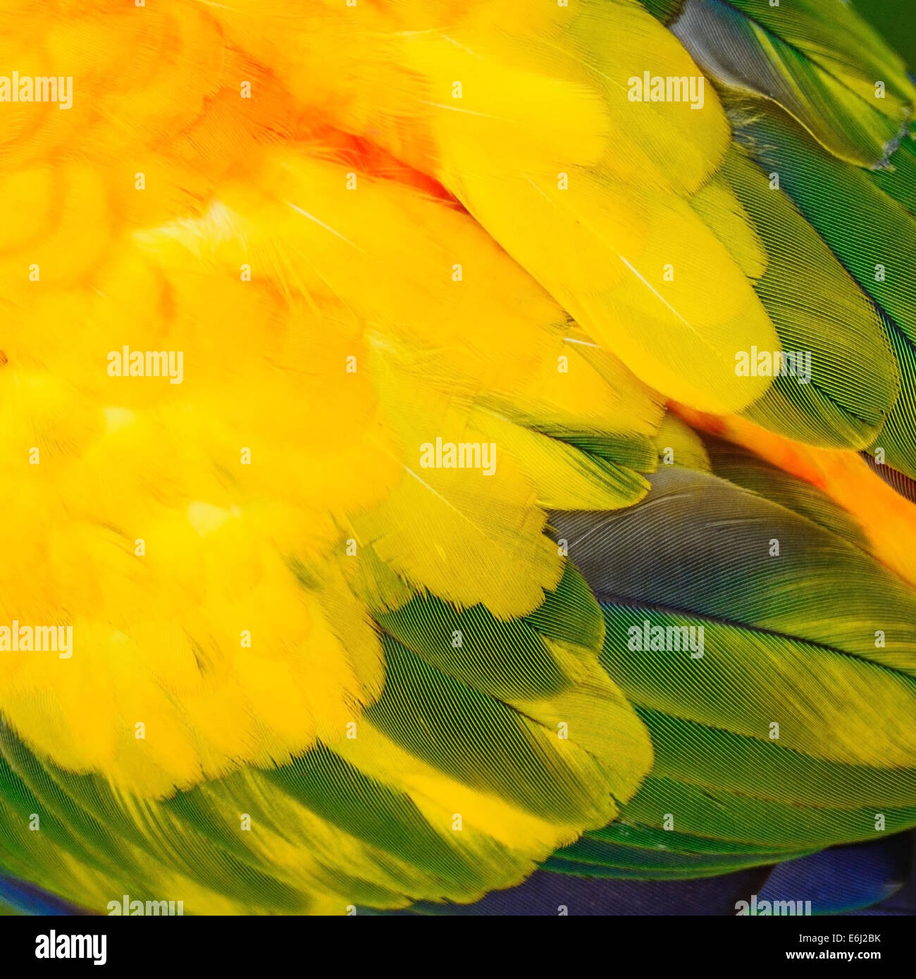 Colorful yellow and orange bird feathers, Sun Conure feathers texture ...