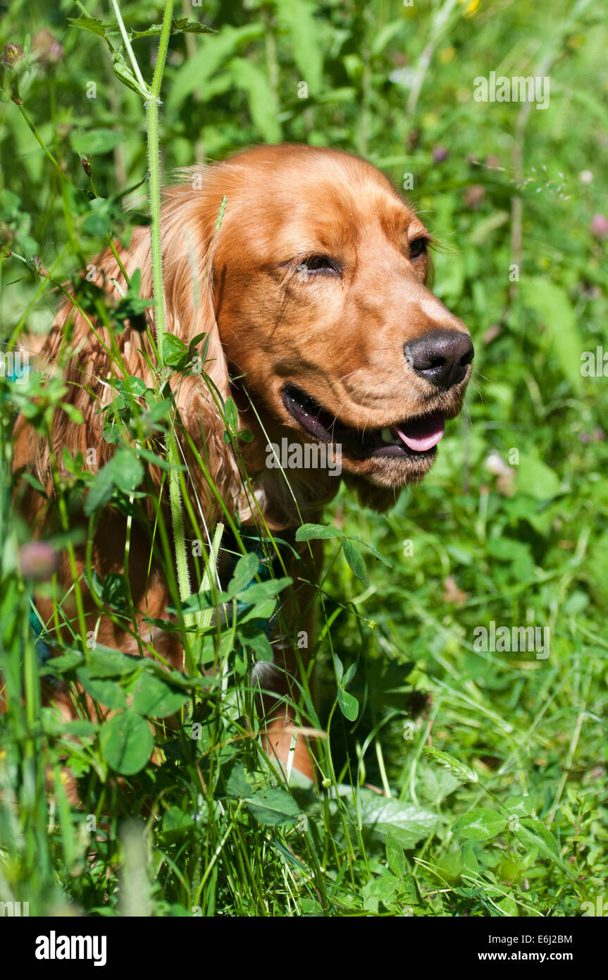Sprocker spaniel hi-res stock photography and images - Alamy