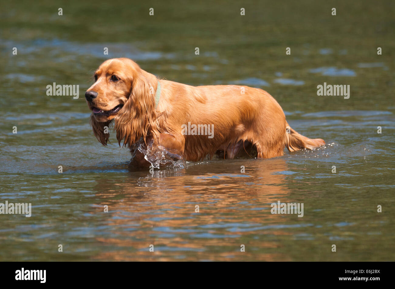 Dog in water Stock Photo - Alamy