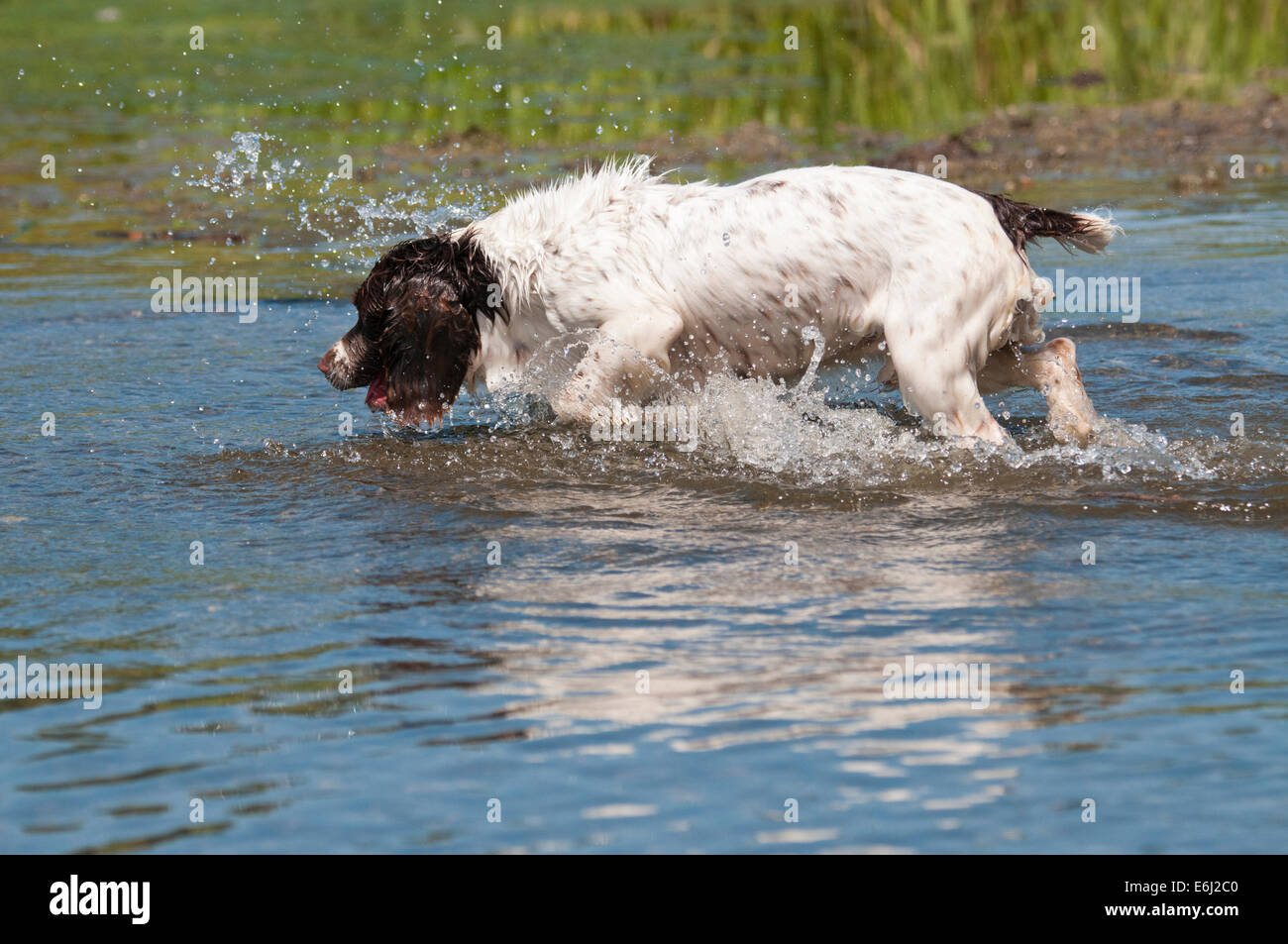 Springer spaniel running in water Stock Photo - Alamy