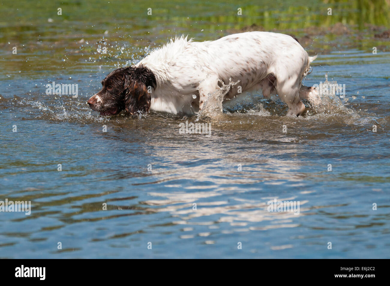 Springer spaniel in river Stock Photo - Alamy