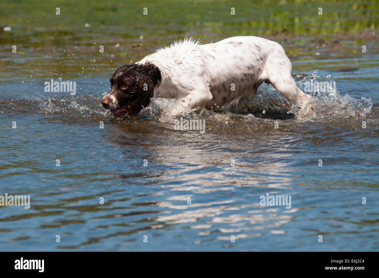 Springer spaniel in river Stock Photo - Alamy
