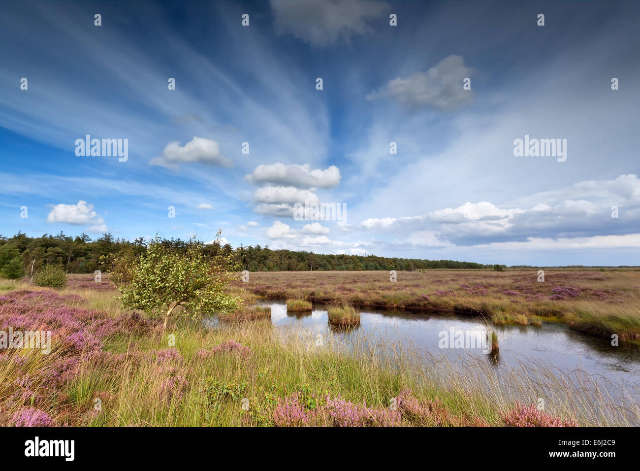 blue sky over swamp with flowering heather Stock Photo - Alamy