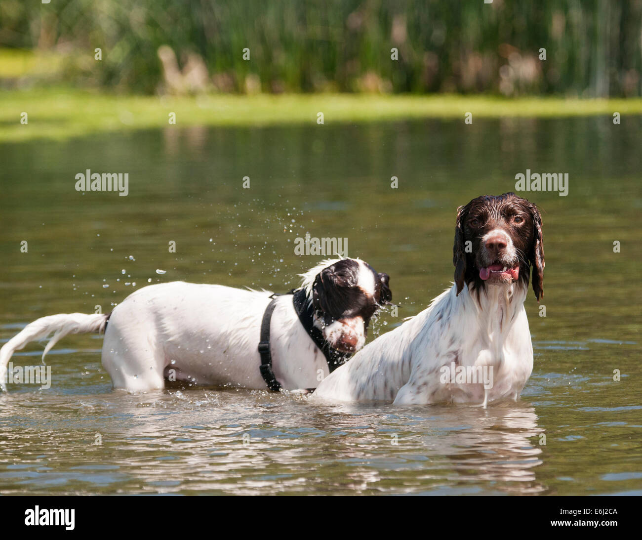 Springer spaniels playing in river Stock Photo - Alamy