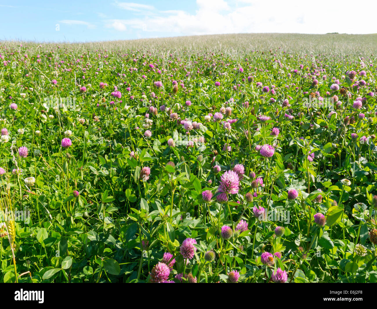 Field of Red Clover sustainable crop for animal feed or silage North ...