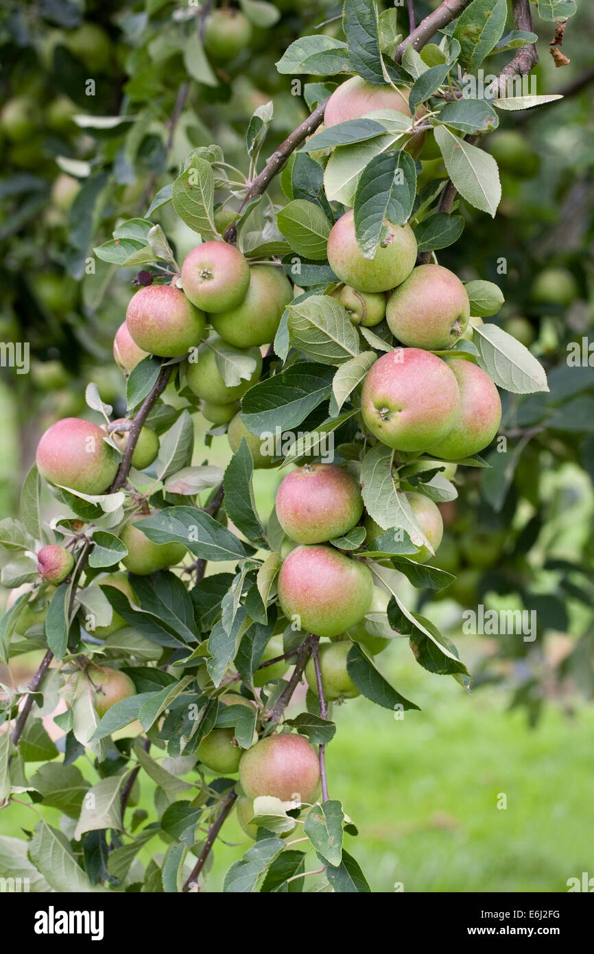 Apple tree malus laxtons red hi-res stock photography and images - Alamy
