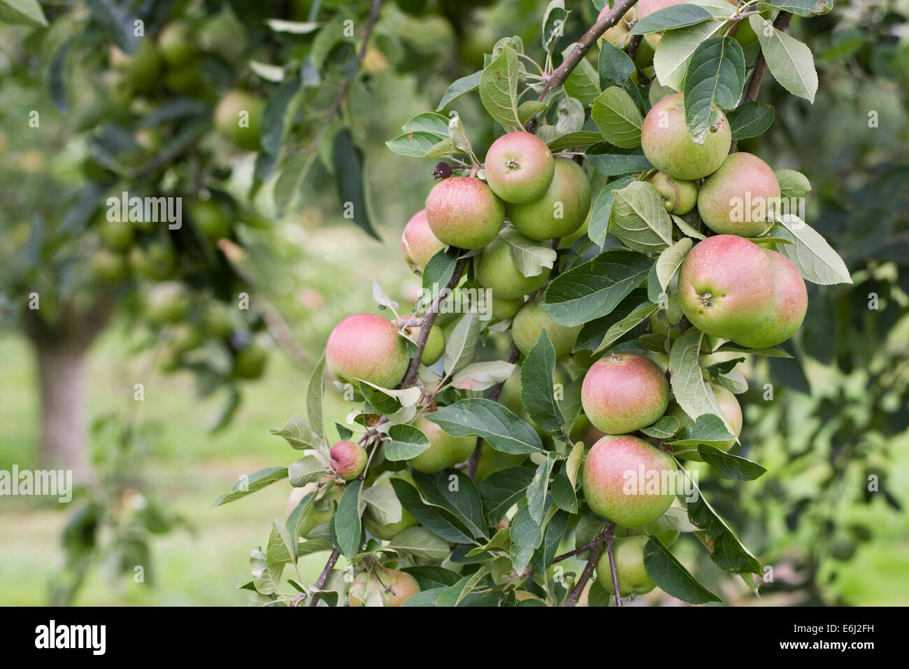 Apple tree malus laxtons red hi-res stock photography and images - Alamy