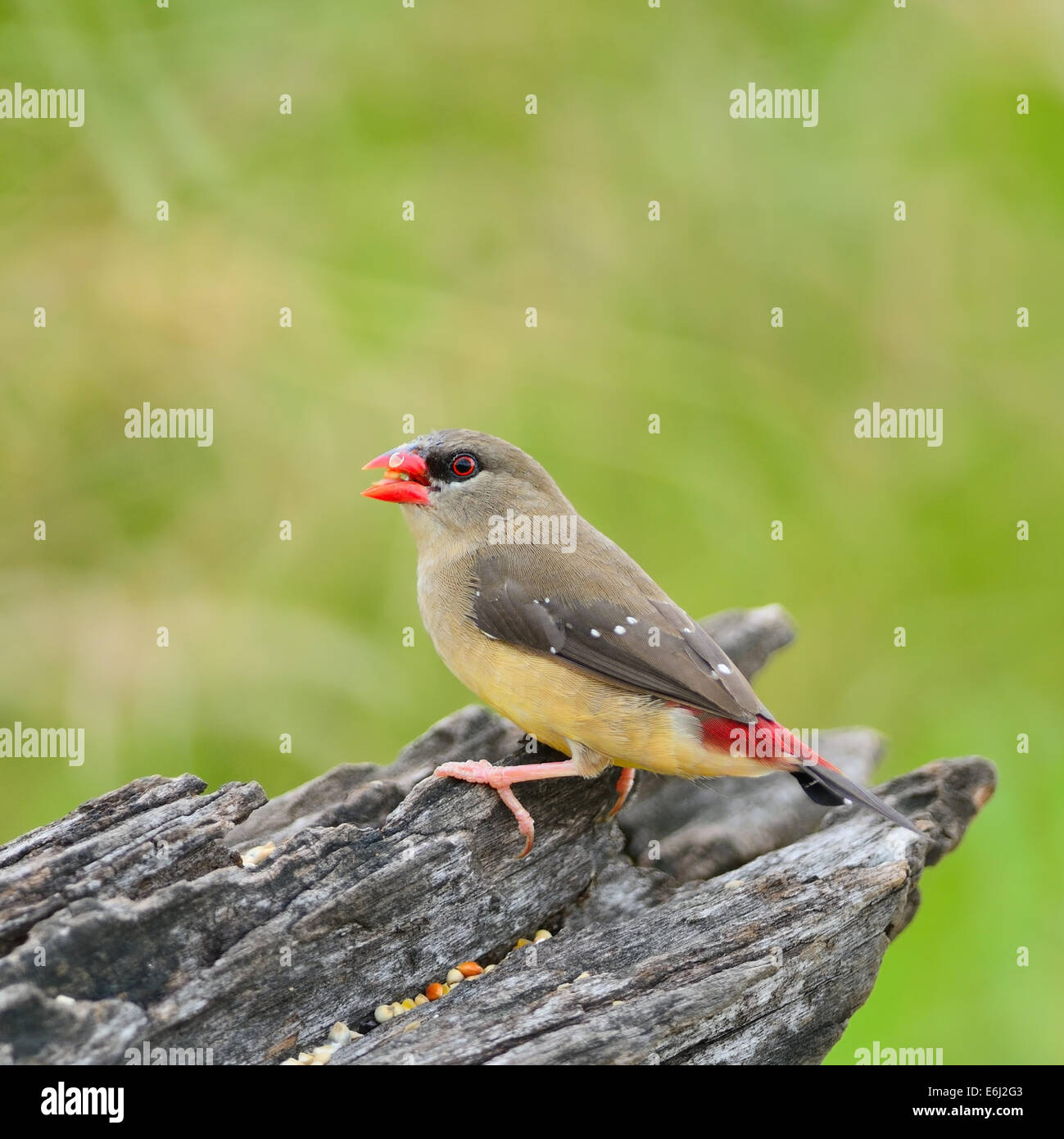 Mature female bird hi-res stock photography and images - Alamy