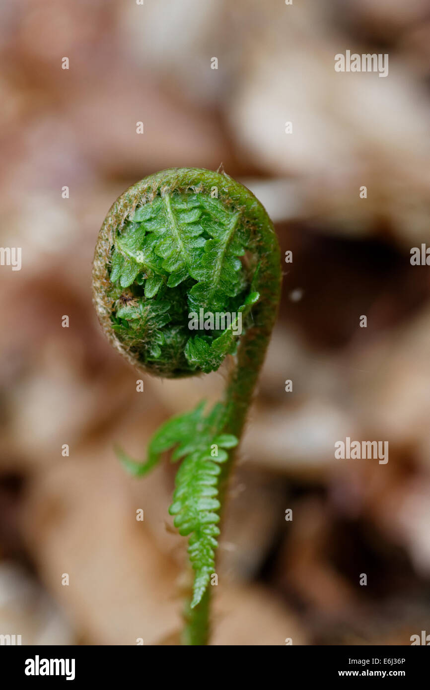 Unrolling Fern, Chamrousse, France Stock Photo - Alamy