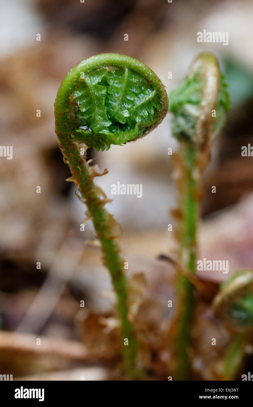 Unrolling Fern, Chamrousse, France Stock Photo - Alamy