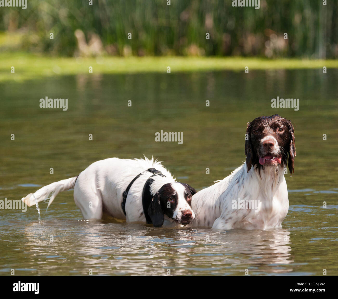 Springer standing hi-res stock photography and images - Alamy