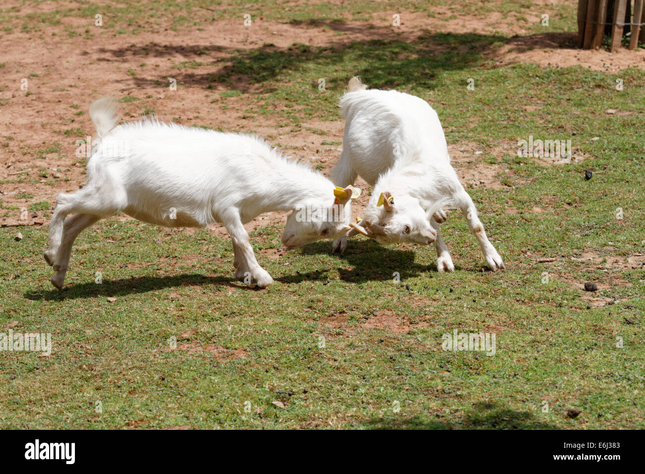 Young Billy-Goat fight Stock Photo - Alamy