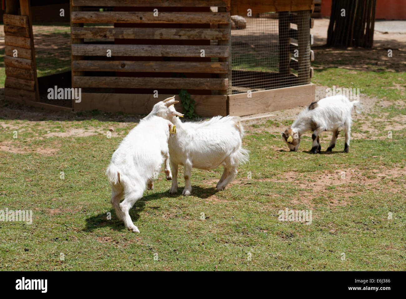 Young Billy-Goat fight Stock Photo - Alamy