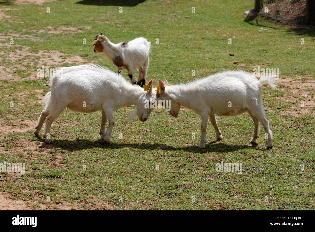 Young Billy-Goat fight Stock Photo - Alamy