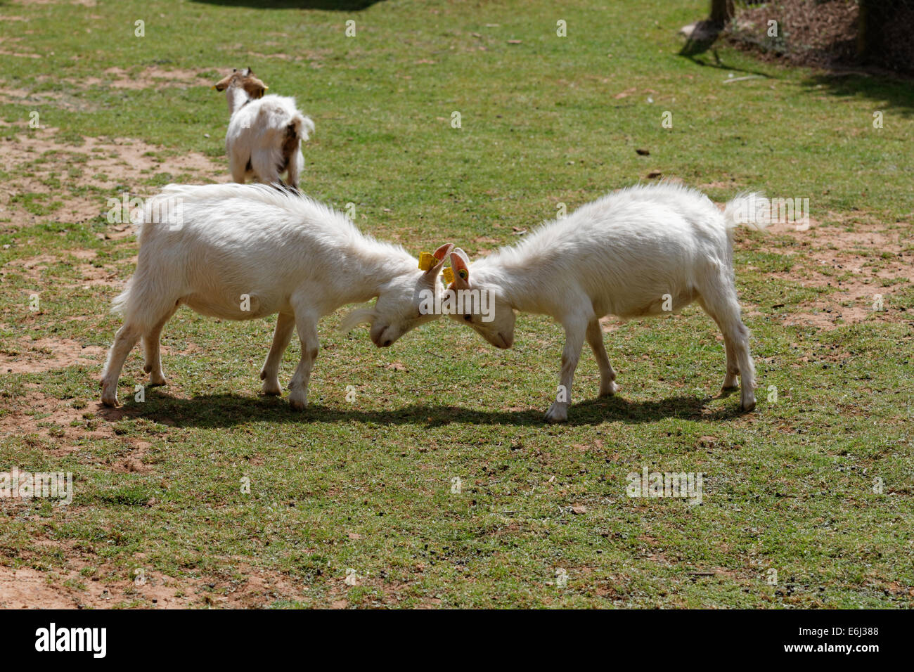 Young Billy-Goat fight Stock Photo - Alamy
