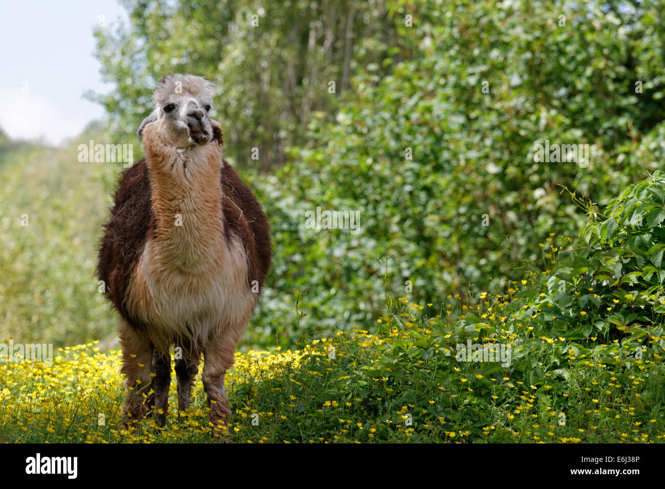 Nature llama hi-res stock photography and images - Alamy
