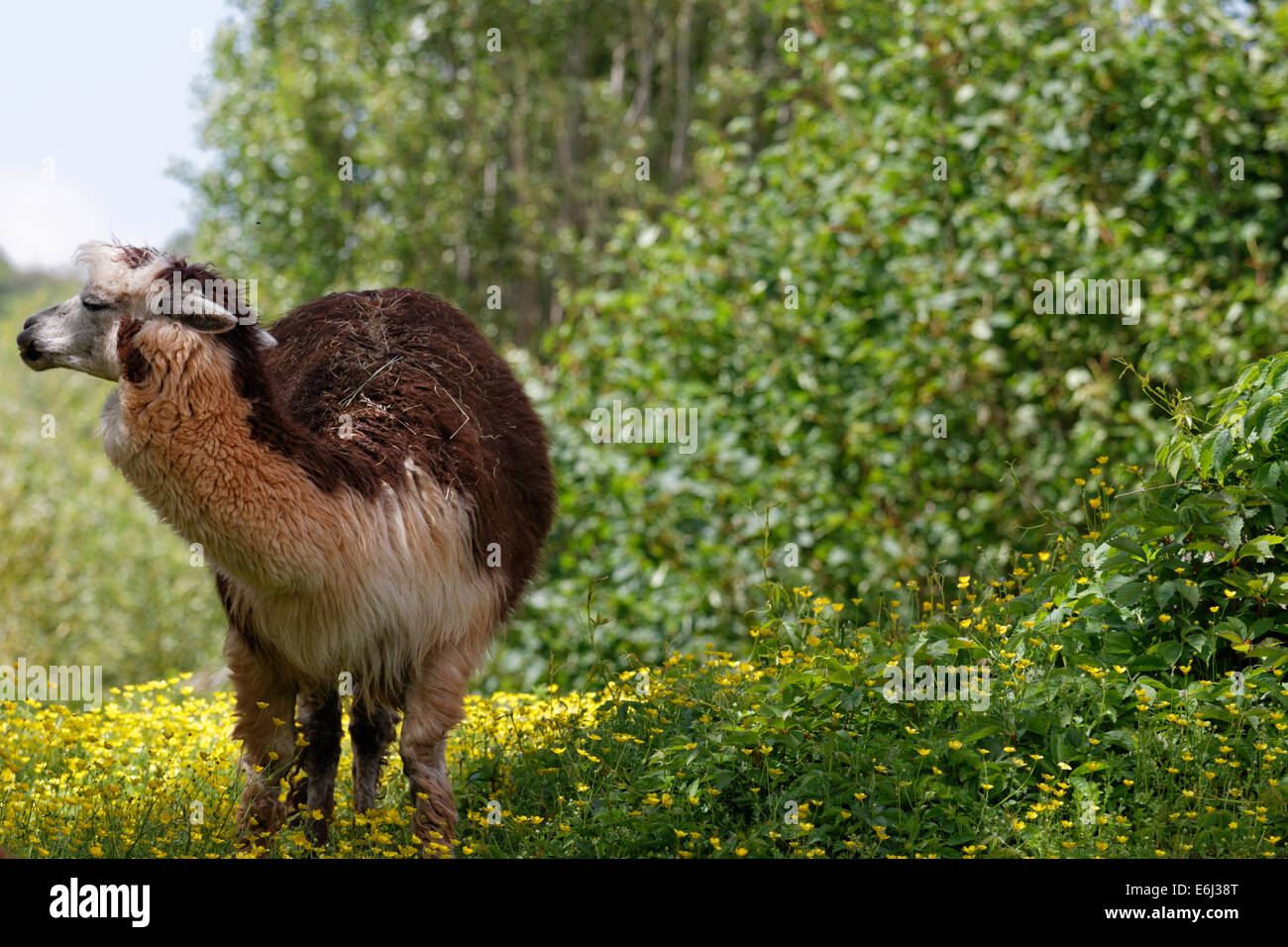 Llama, Lama Glama in nature Stock Photo - Alamy