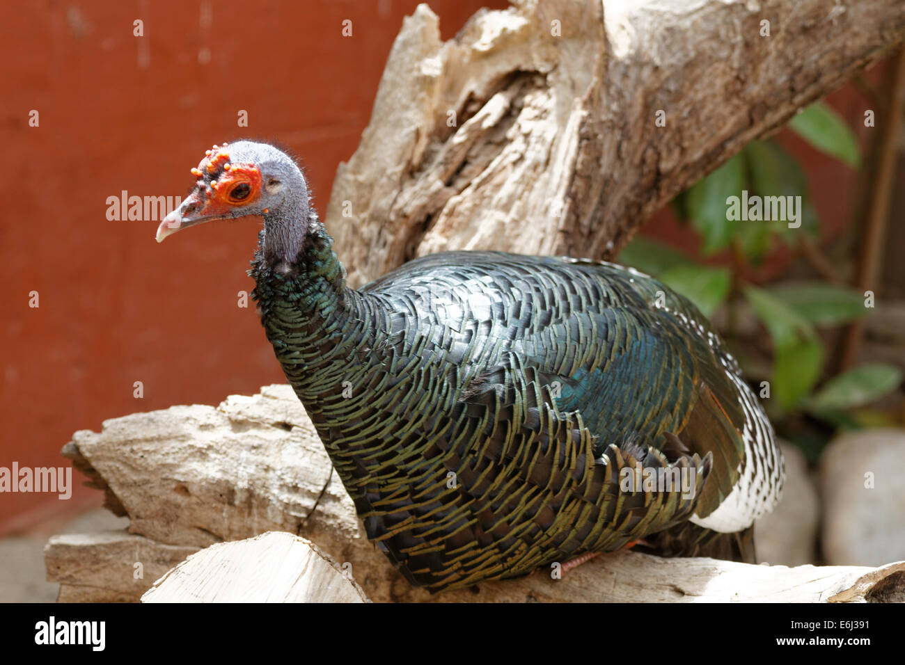 A wild turkey, meleagris gallopavo Stock Photo - Alamy