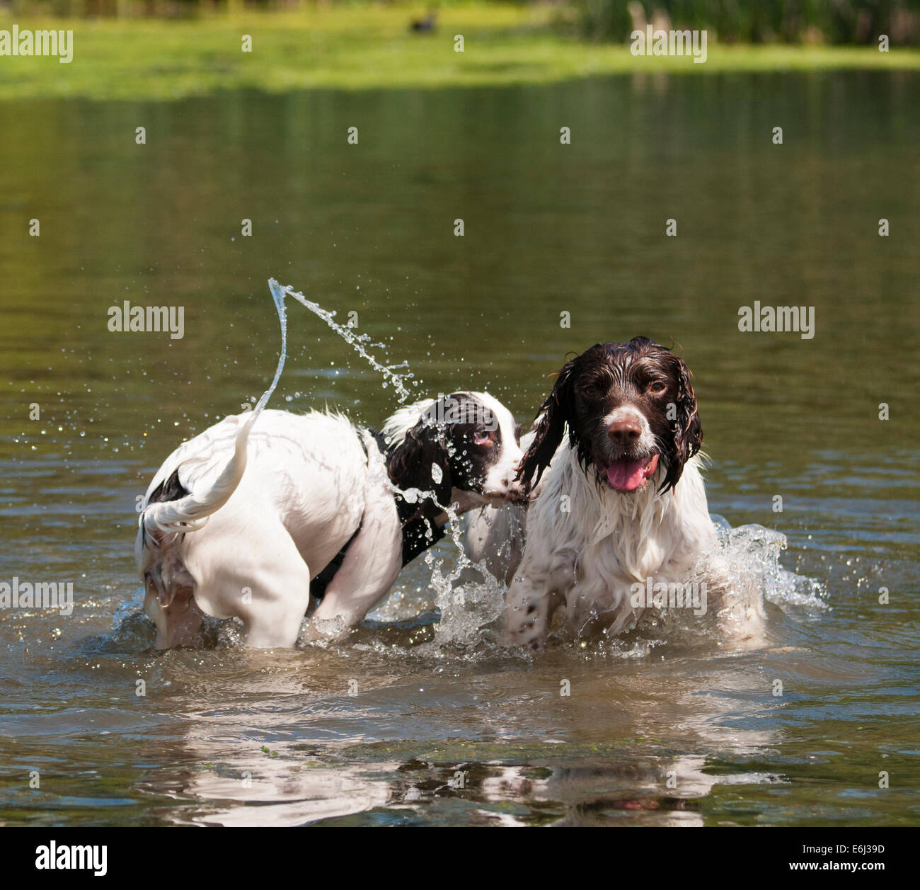 Springer spaniels playing in river Stock Photo - Alamy