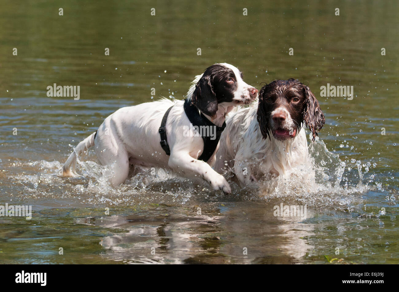 Playing river hi-res stock photography and images - Alamy