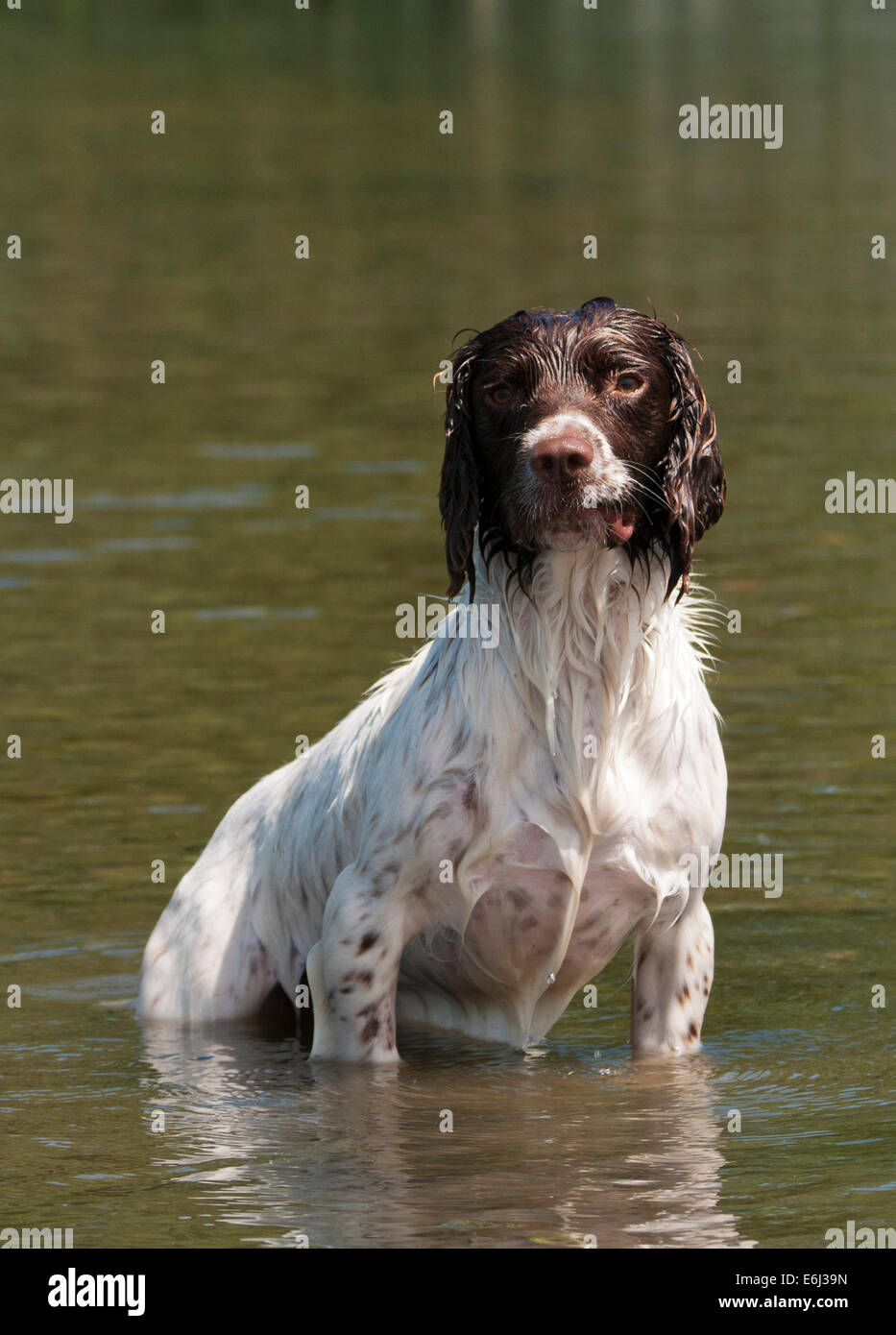 Springer spaniel in water Stock Photo - Alamy