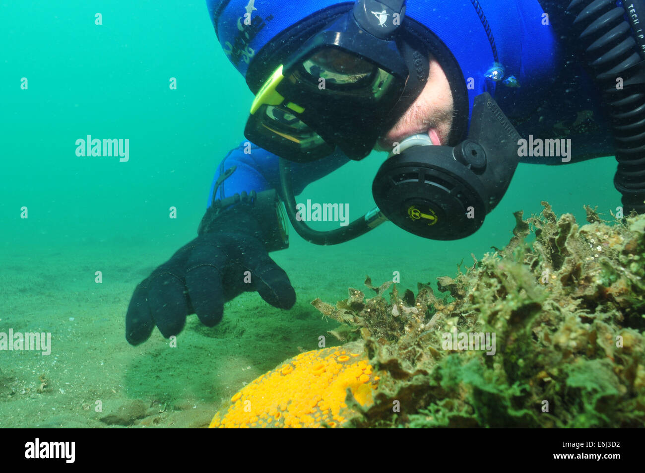 Scuba diver observing yellow boring sponge among sea weeds on flat ...