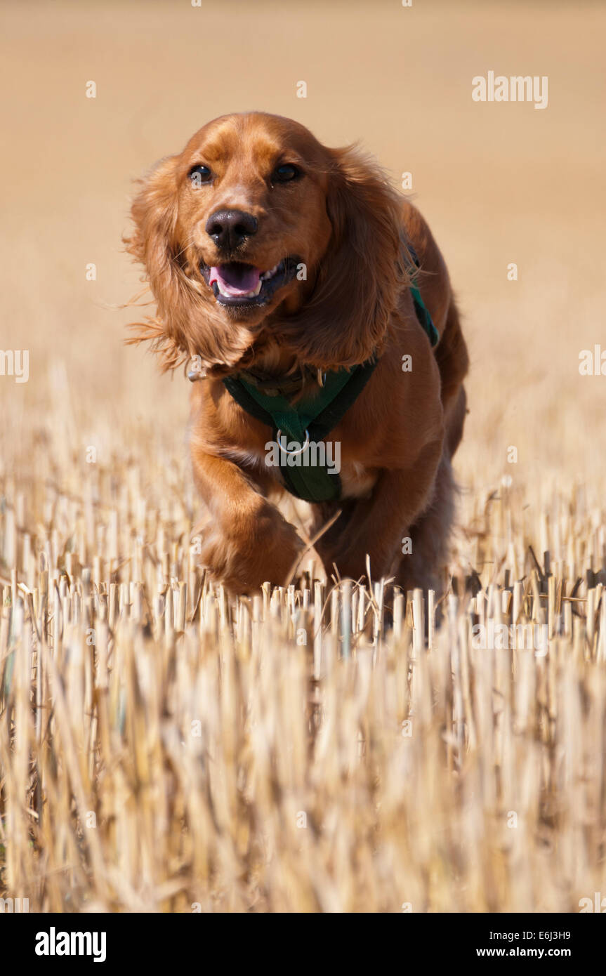 Dog running through stubble Stock Photo - Alamy