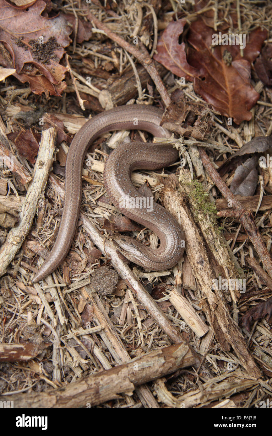 Male with slow worm hi-res stock photography and images - Alamy