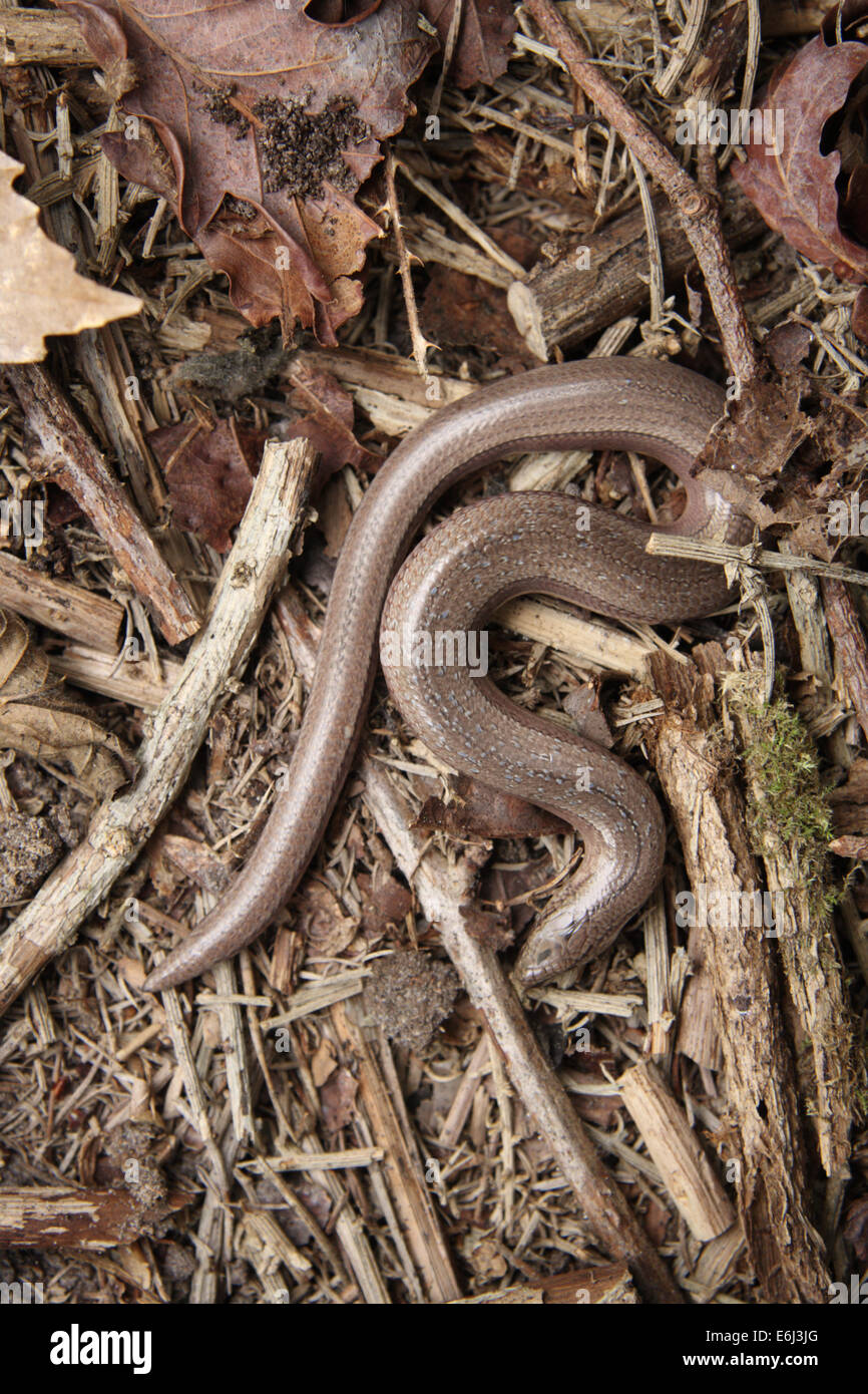 Male slow worm Stock Photo - Alamy