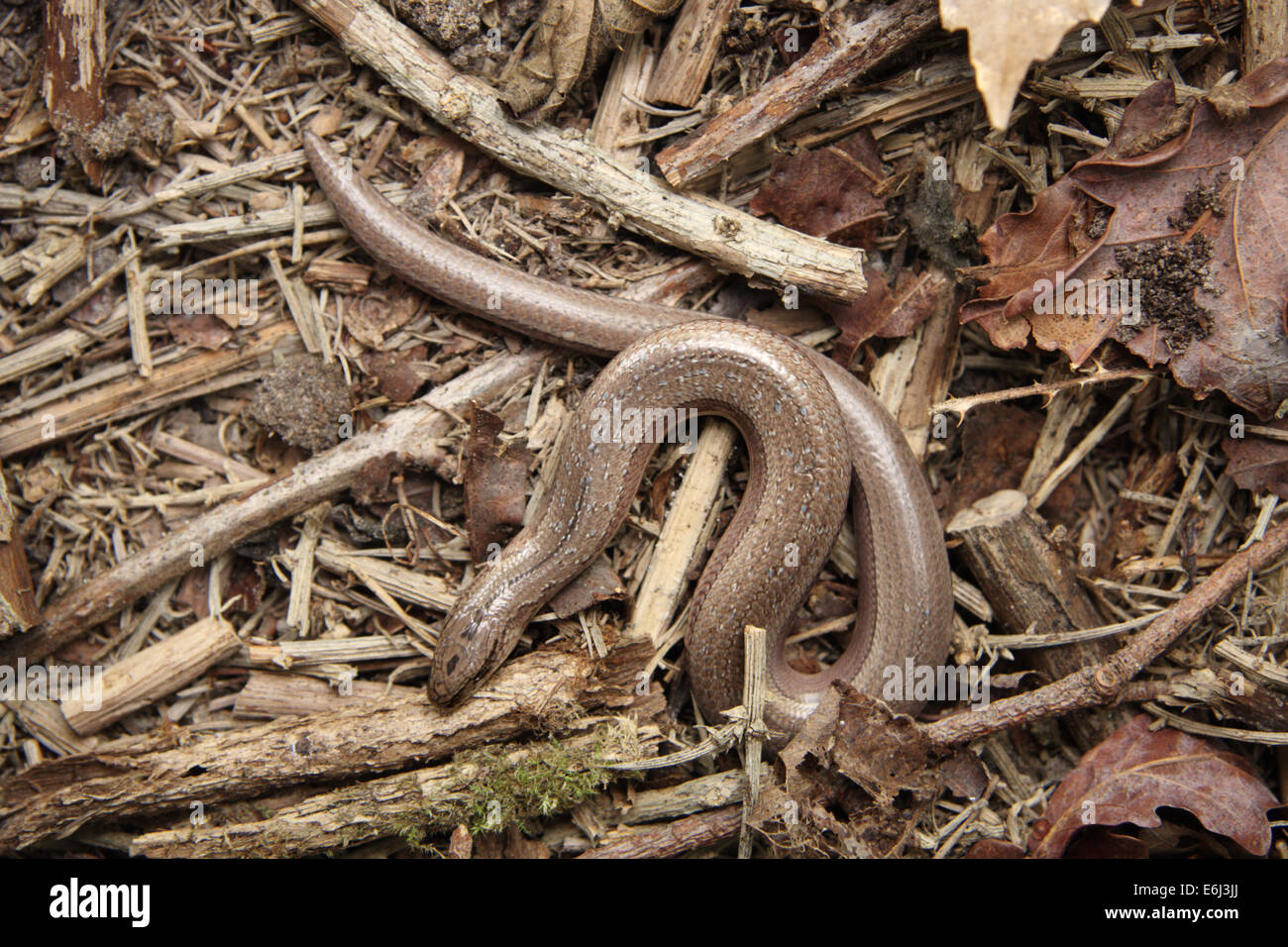 Male slow worm Stock Photo - Alamy