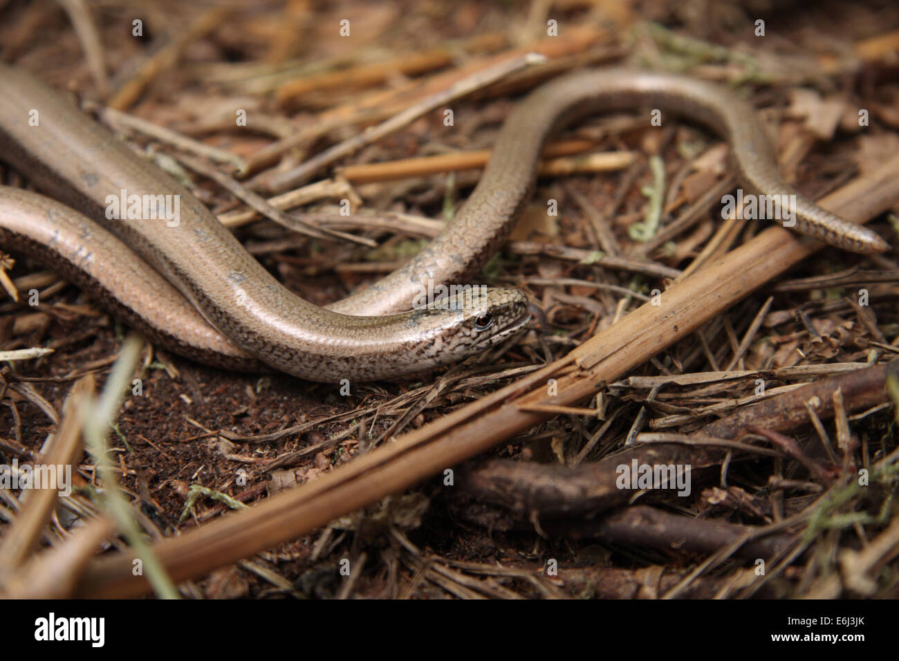 Slow worms hi-res stock photography and images - Alamy