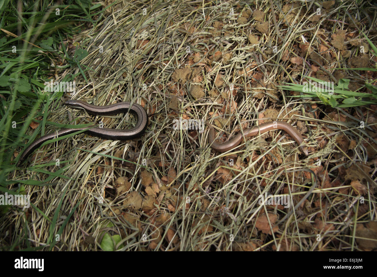 One male, one female, slow-worm Stock Photo - Alamy