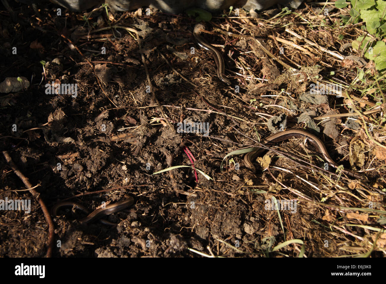 Three female slow worms Stock Photo - Alamy