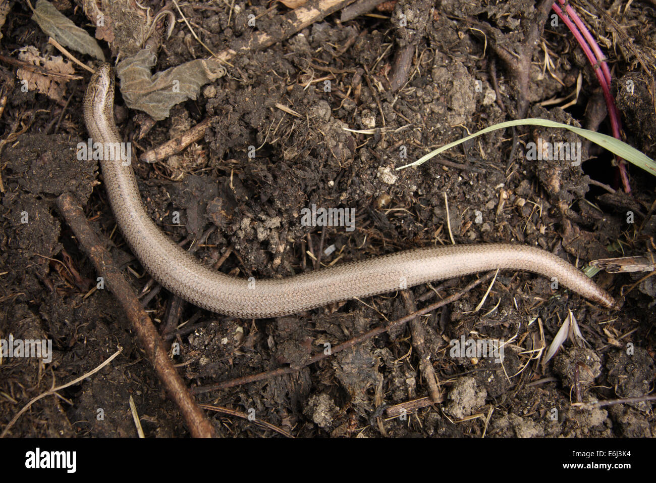 male slow worm Stock Photo - Alamy