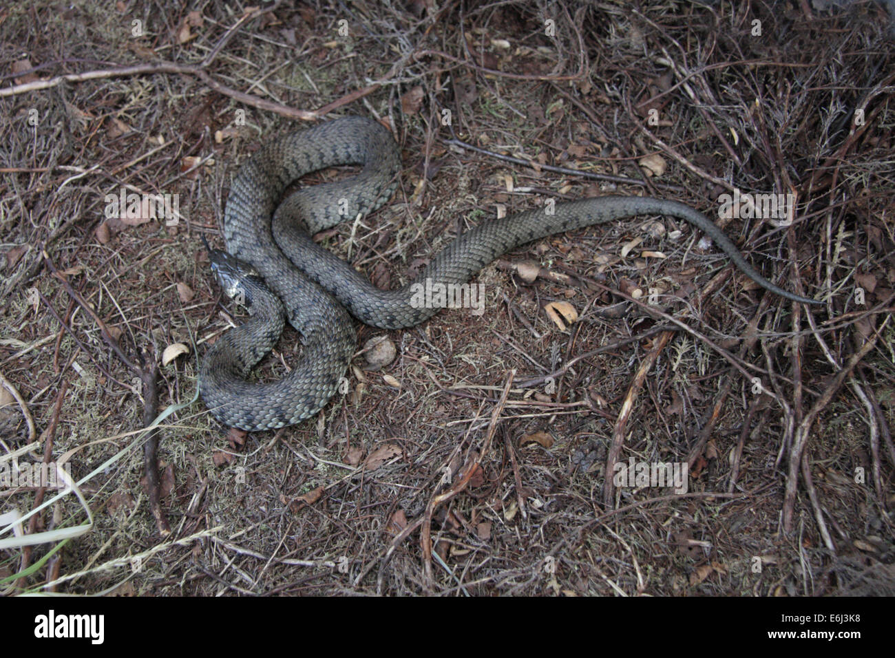 Female snake hi-res stock photography and images - Alamy
