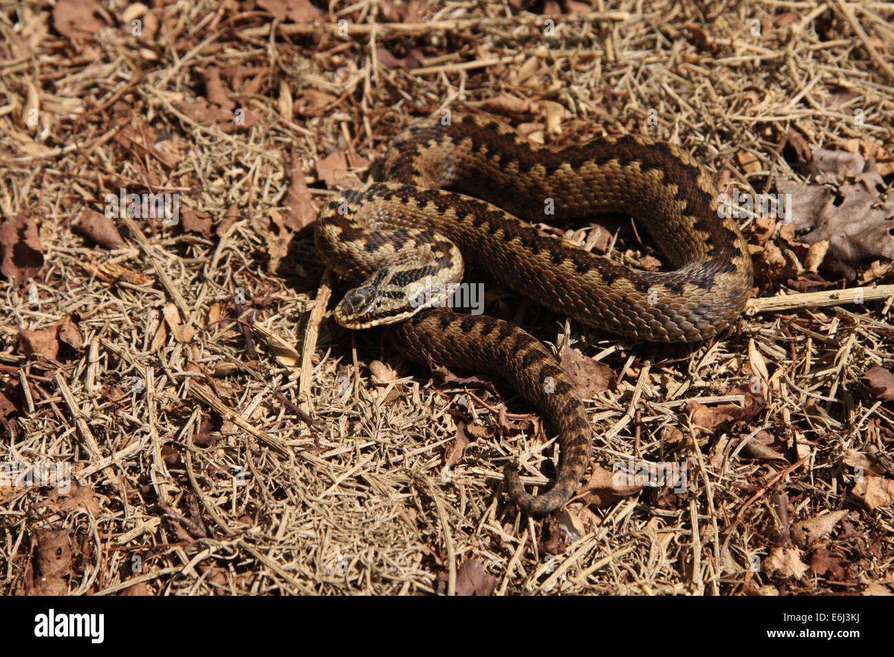 Female adder hi-res stock photography and images - Alamy