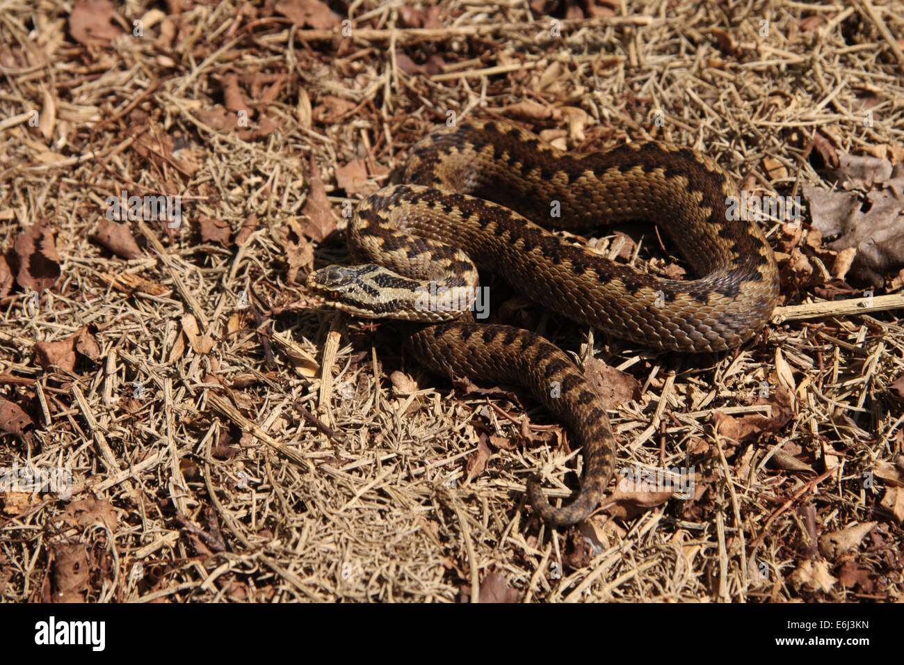 Female adder, vipera berus Stock Photo: 72927449 - Alamy
