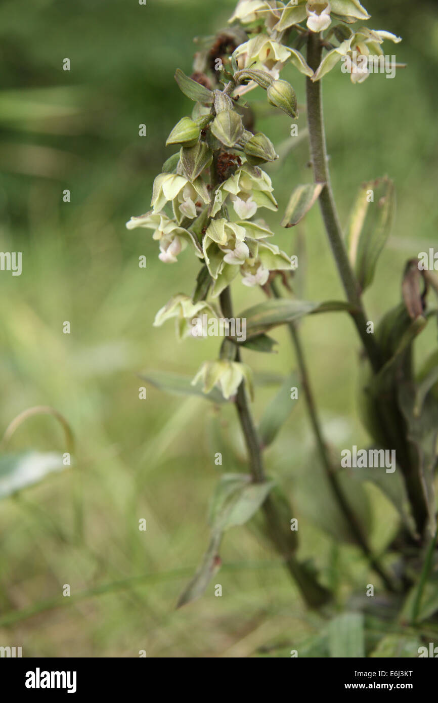 Helleborine flower hi-res stock photography and images - Alamy
