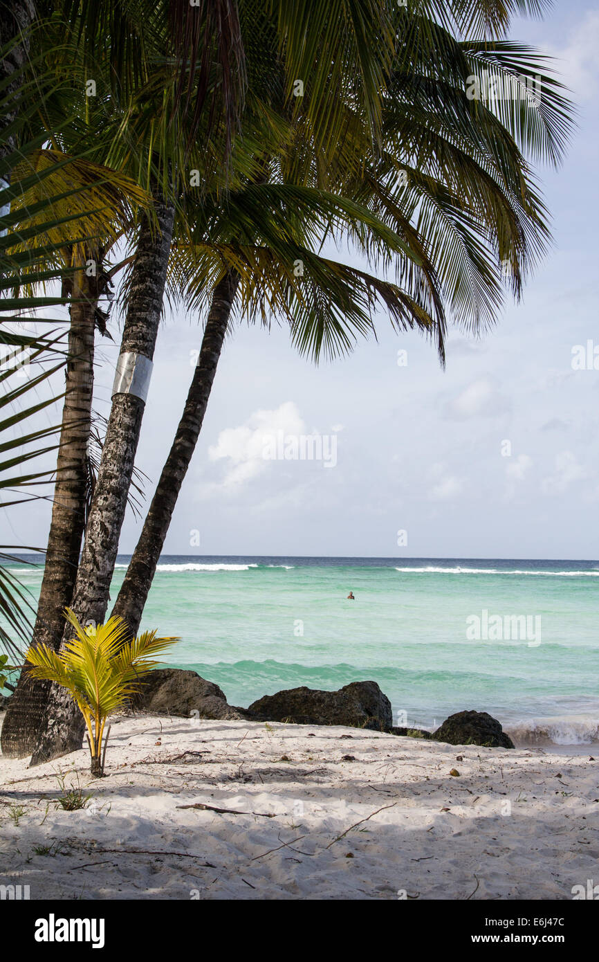 Palm tree on beach Barbados with light blue sea in the background Stock ...