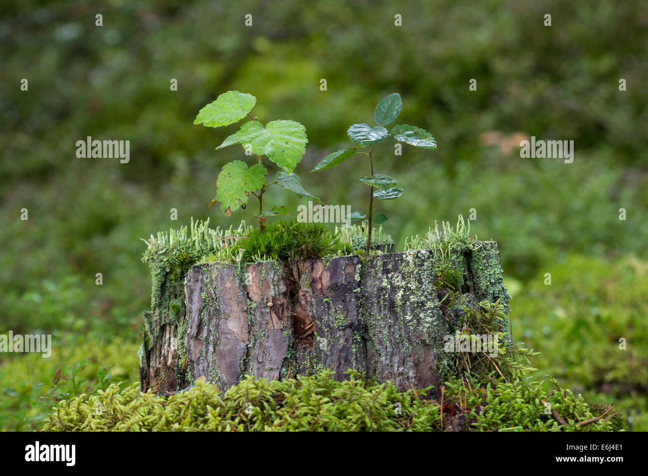 Two small saplings, moss and lichen growing on top of a stump of a tree ...