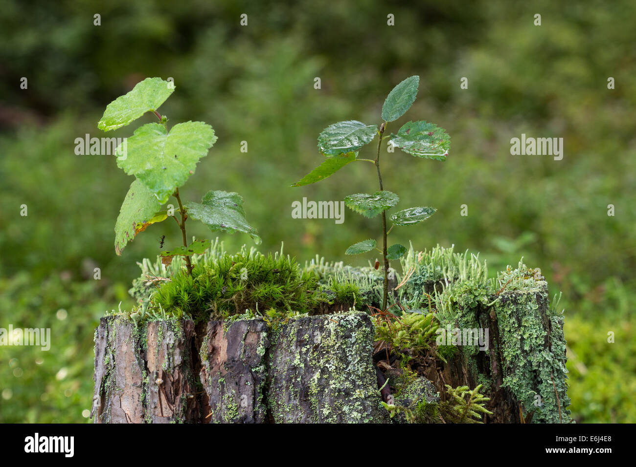 Closeup of two small saplings, moss and lichen growing on top of a ...