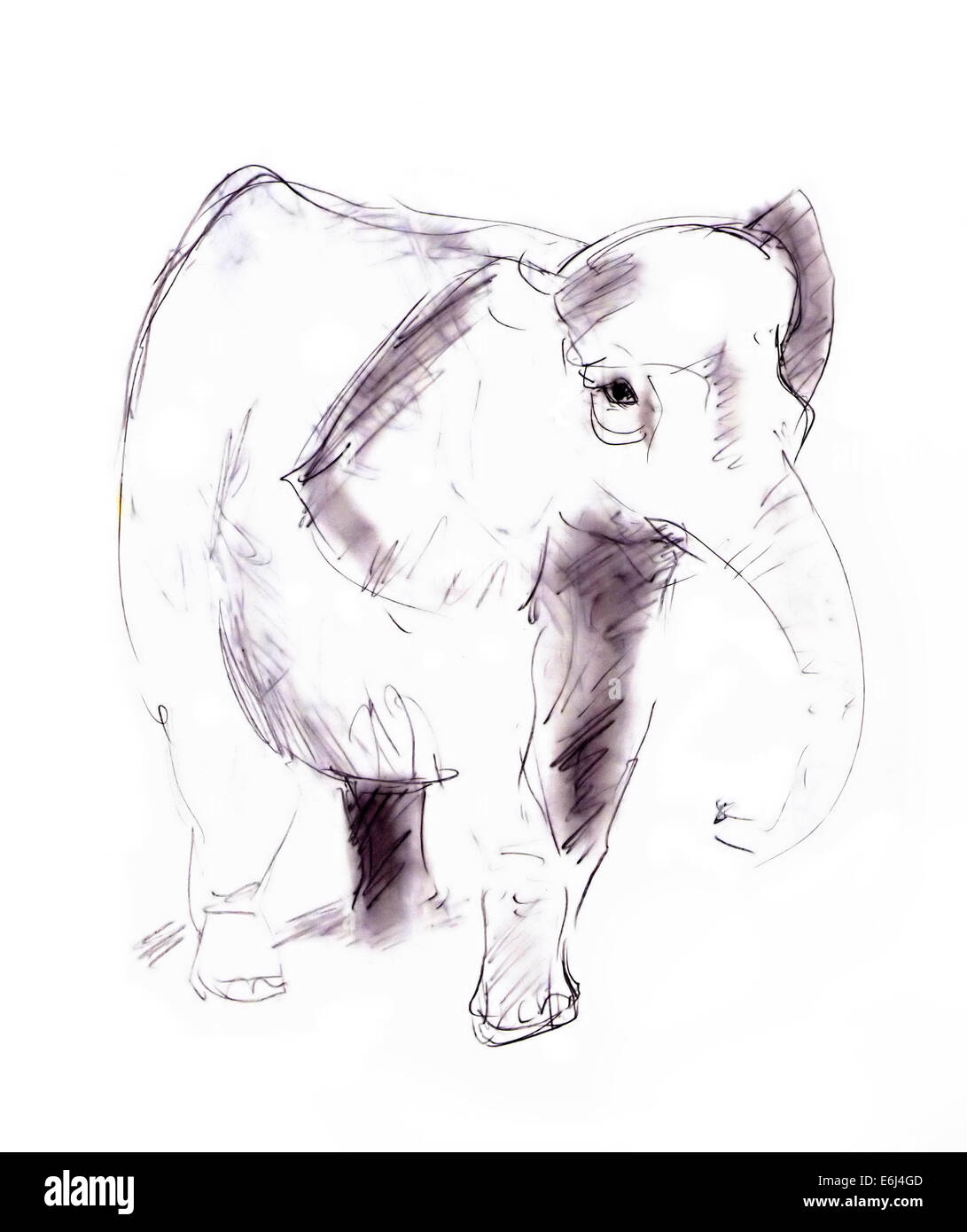 How the elephant got his trunk drawing hi-res stock photography and ...