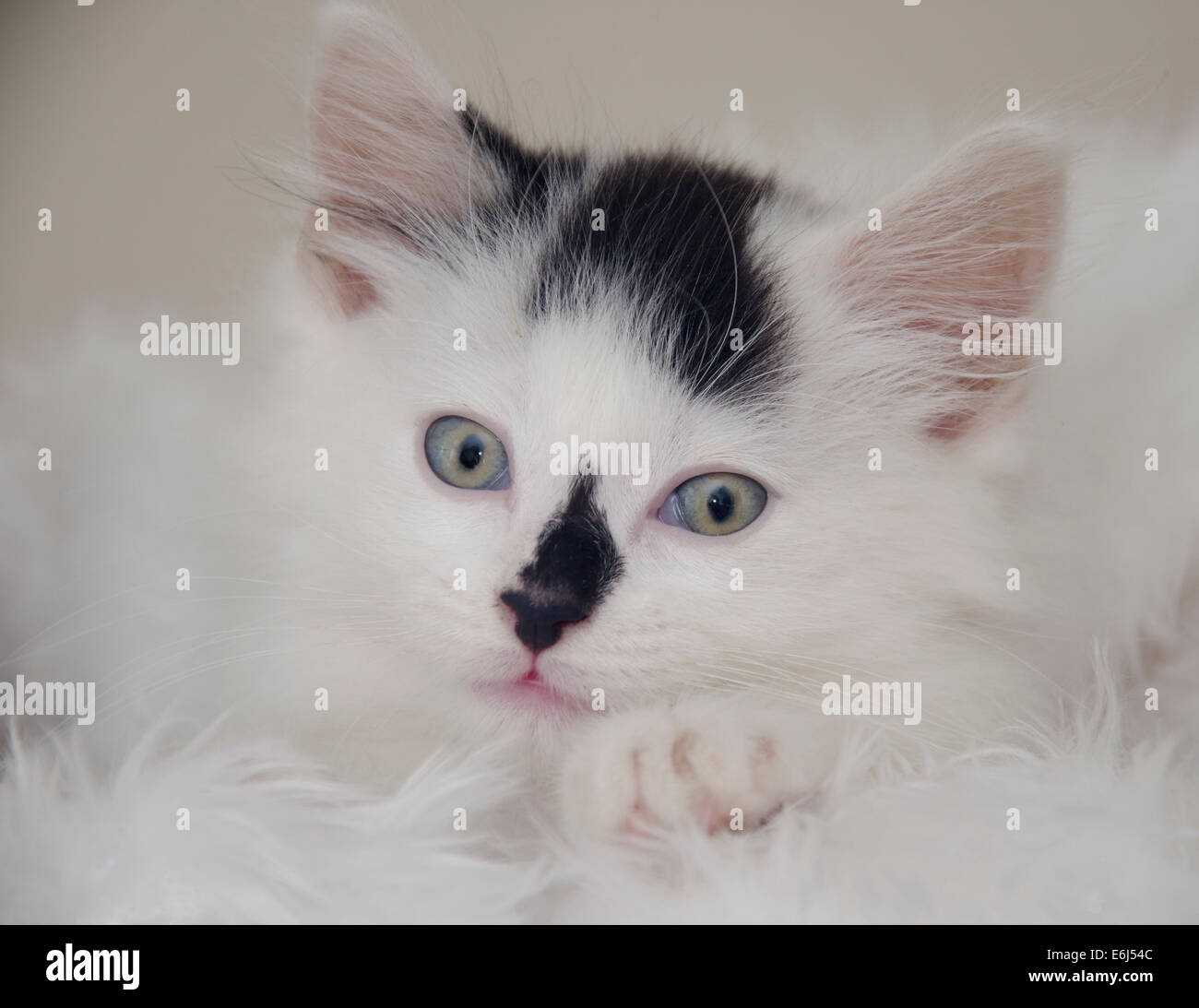 Cute kitten posing for the camera Stock Photo - Alamy