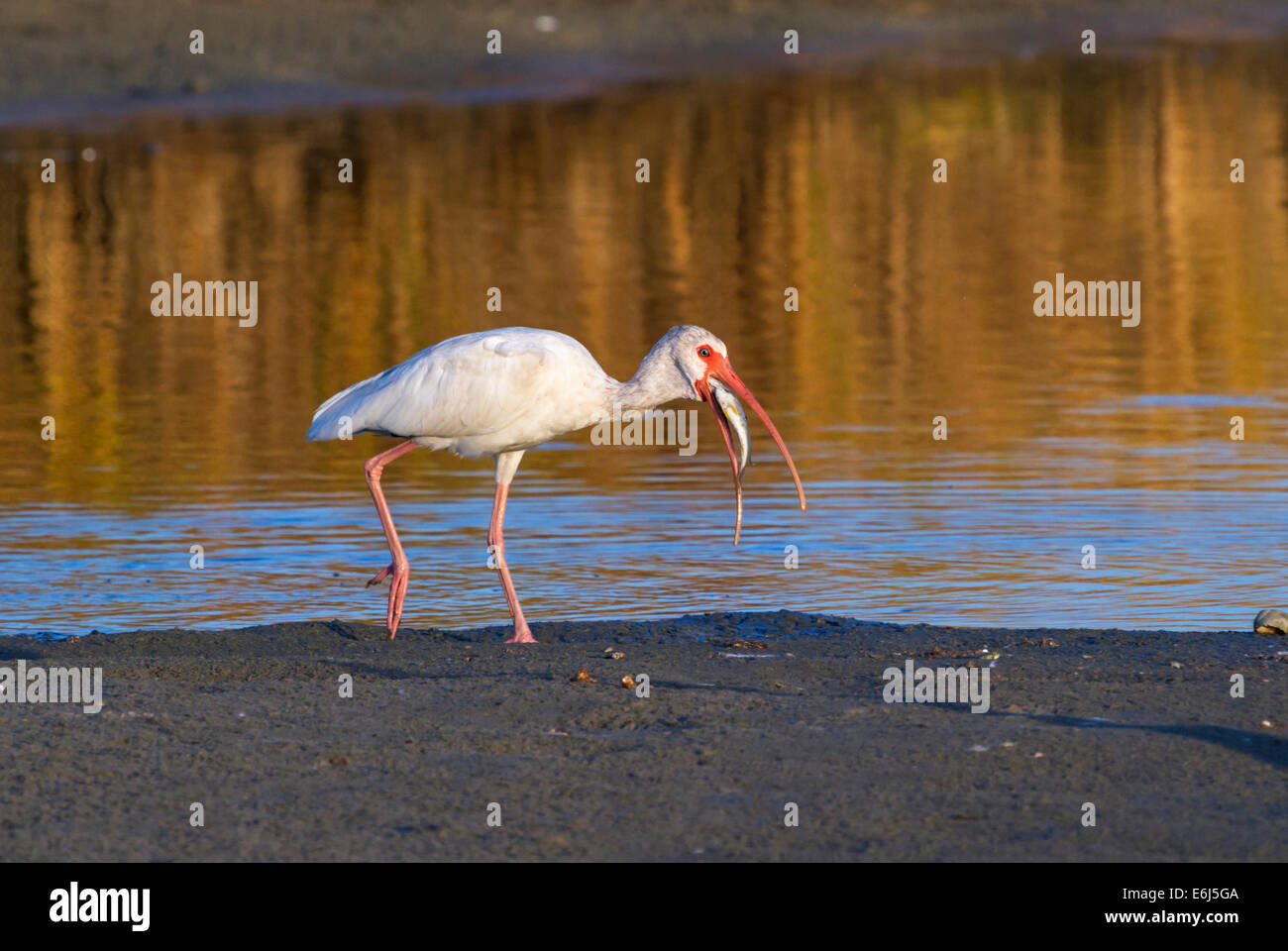 American white ibis hi-res stock photography and images - Alamy