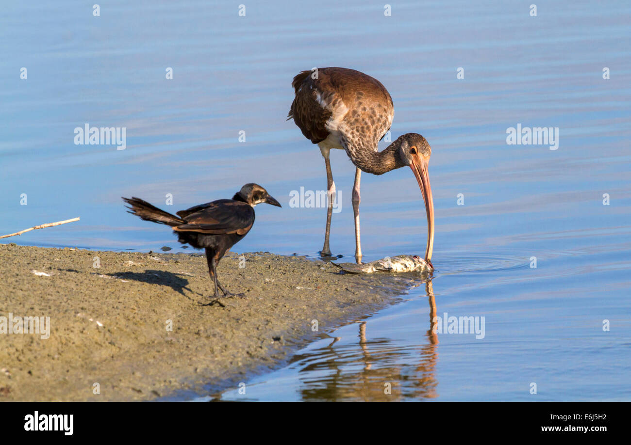 Young American white ibis (Eudocimus albus) and the common grackle ...