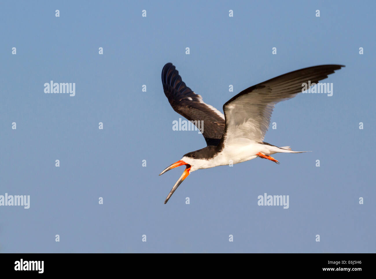 Skimmer island hi-res stock photography and images - Alamy
