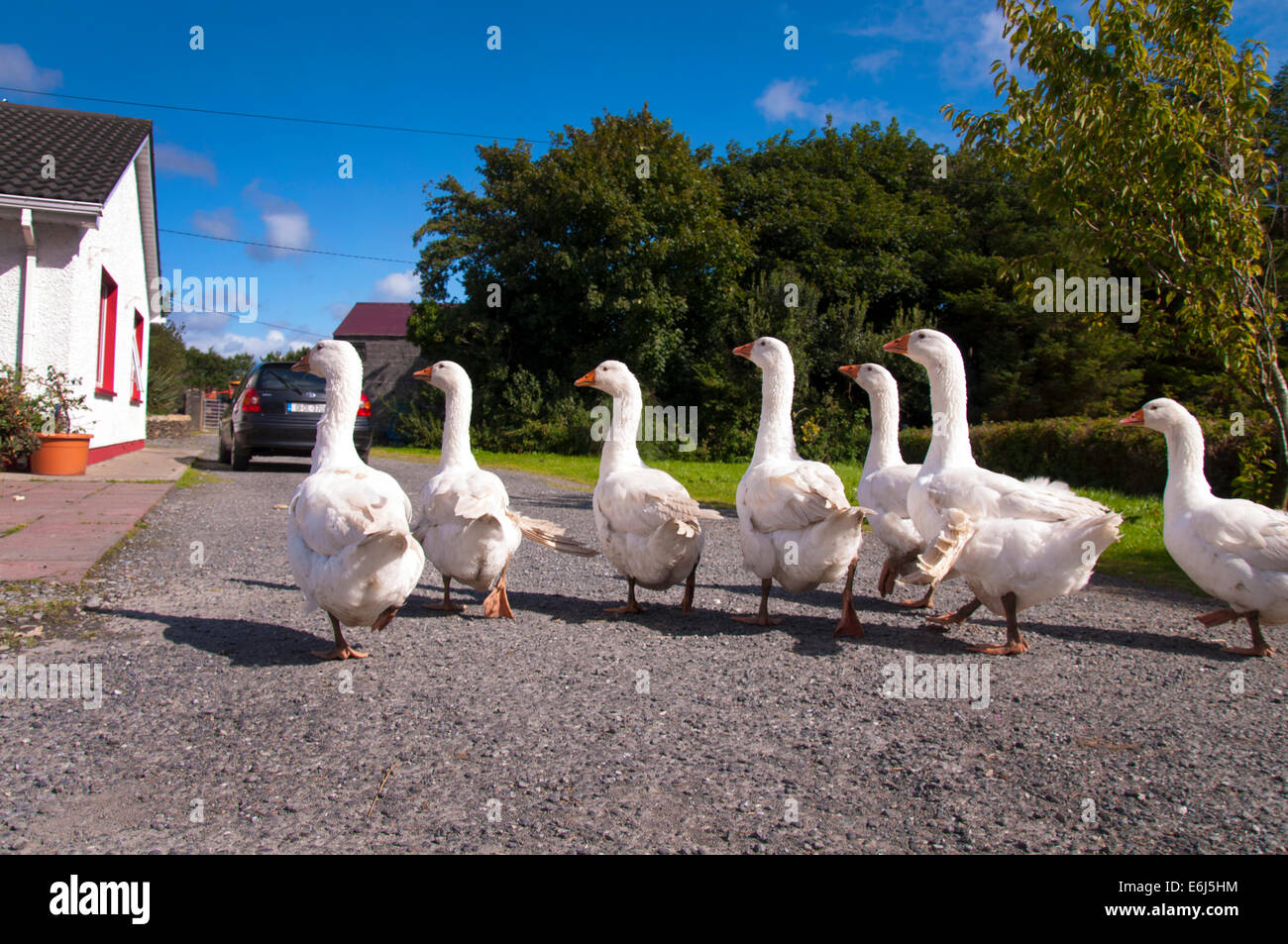 Gaggle of geese Stock Photo - Alamy