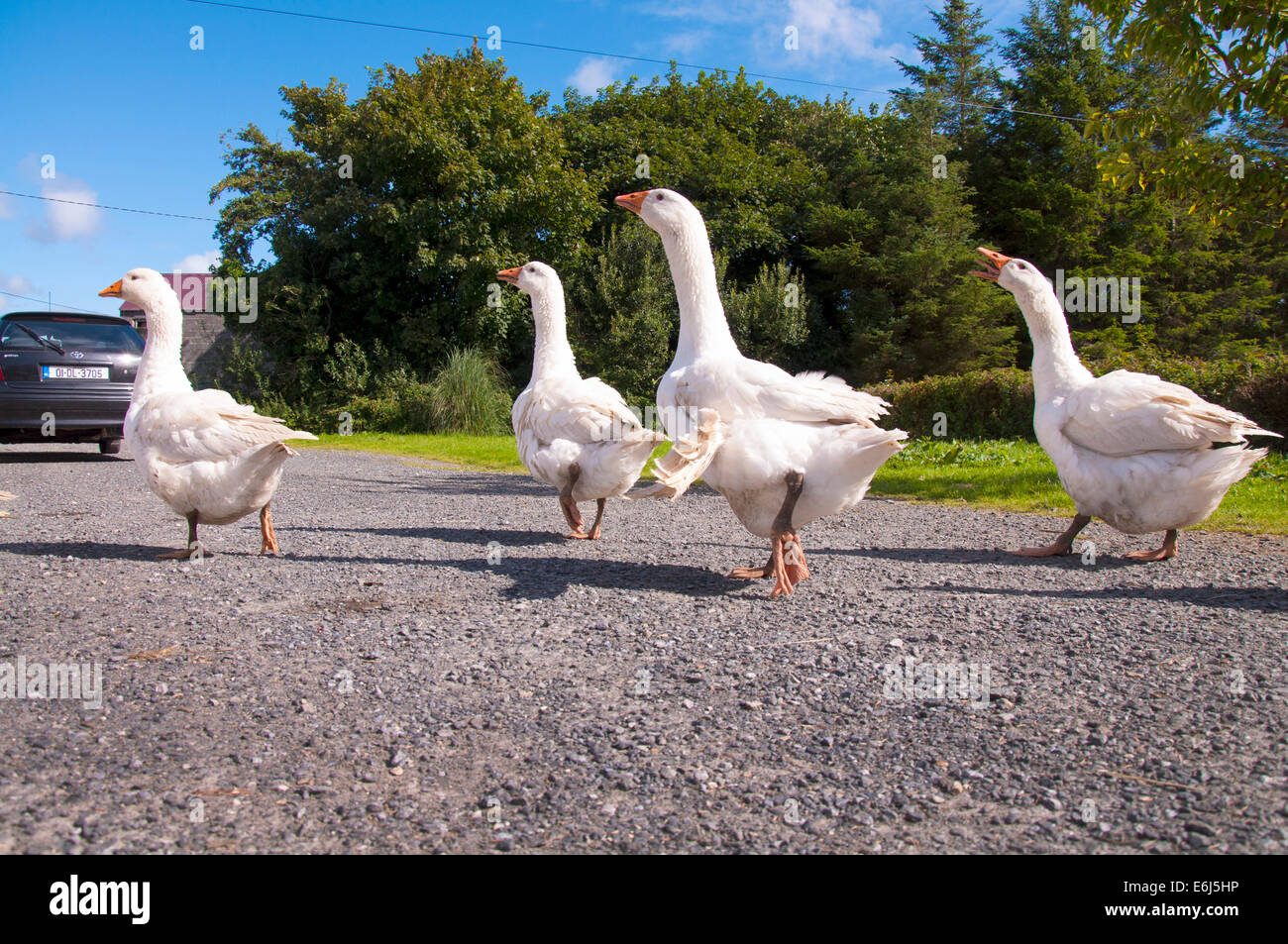 Gaggle of geese Stock Photo - Alamy