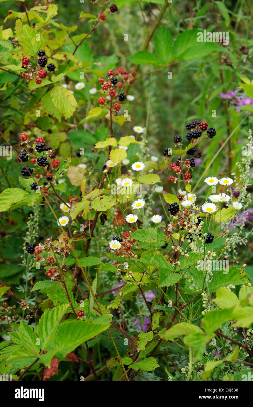 Colors of Autumn. blackberries, flowers, grass, foliage Stock Photo - Alamy